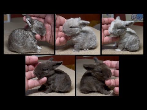Ella Sophia & Shirotabi Holland Lop Litter 15 Days Old - YouTube