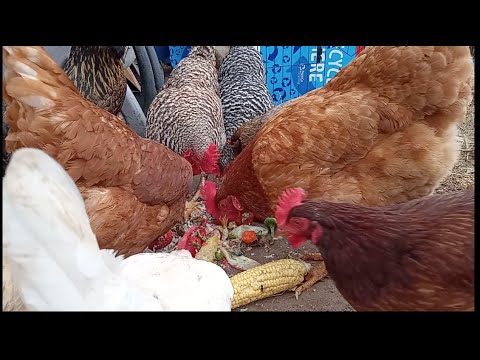 Cold wet morning with the chickens - YouTube
