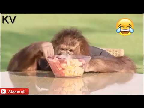 FUNNY CAT AND ANİMAL VİDEOS | HAYVANLARIN KOMİK HALLERİ🤣🤣