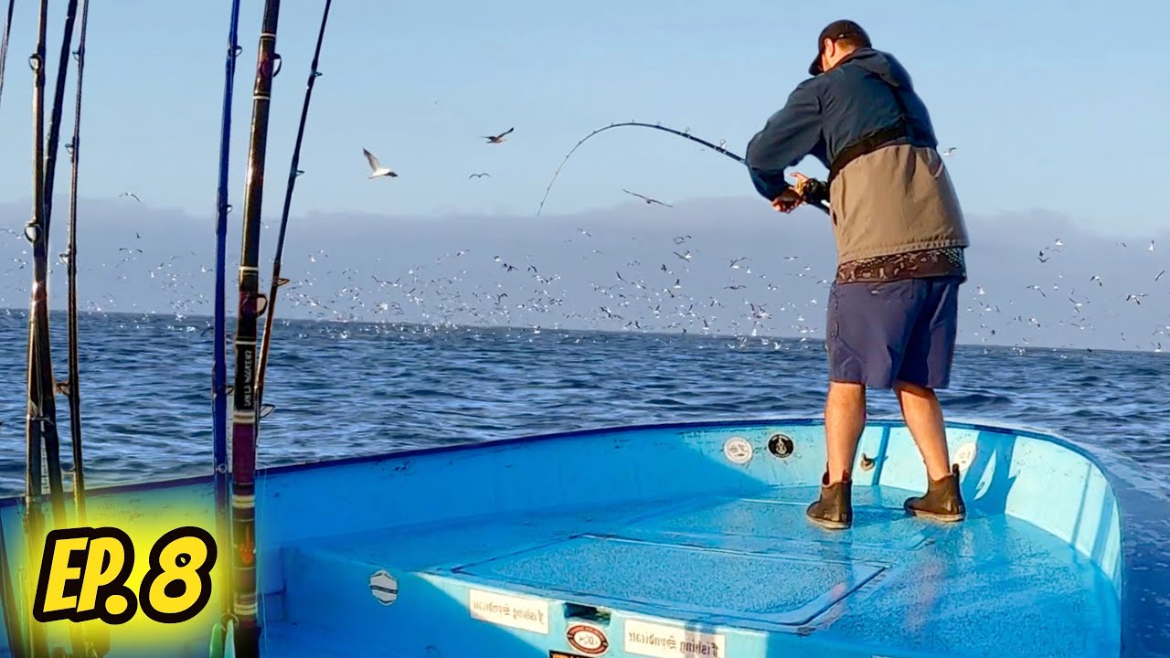 Ep. 8: Chasing MASSIVE Bird Schools for Yellowtail! - YouTube