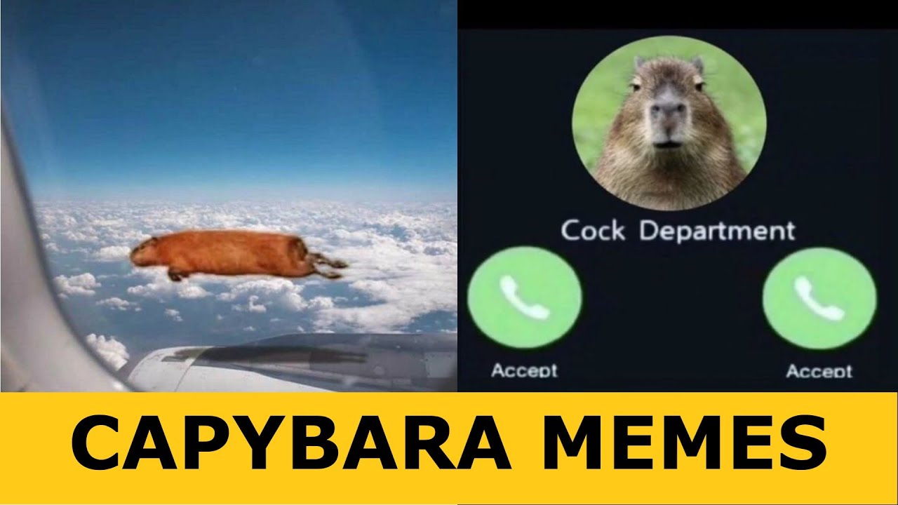 CHECK OUT THESE MEMES IF YOU ARE A CAPYBARA - YouTube