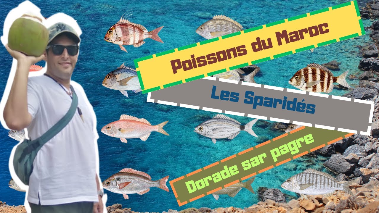 Poissons du maroc 2 les Sparidés - YouTube