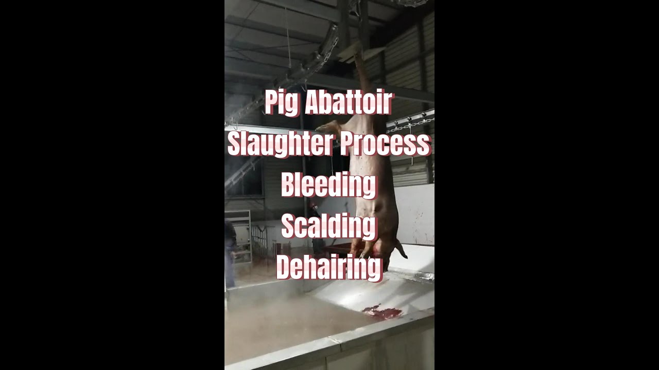 Pig abattoir slaughter process bleeding scalding dehairing machine hog ...