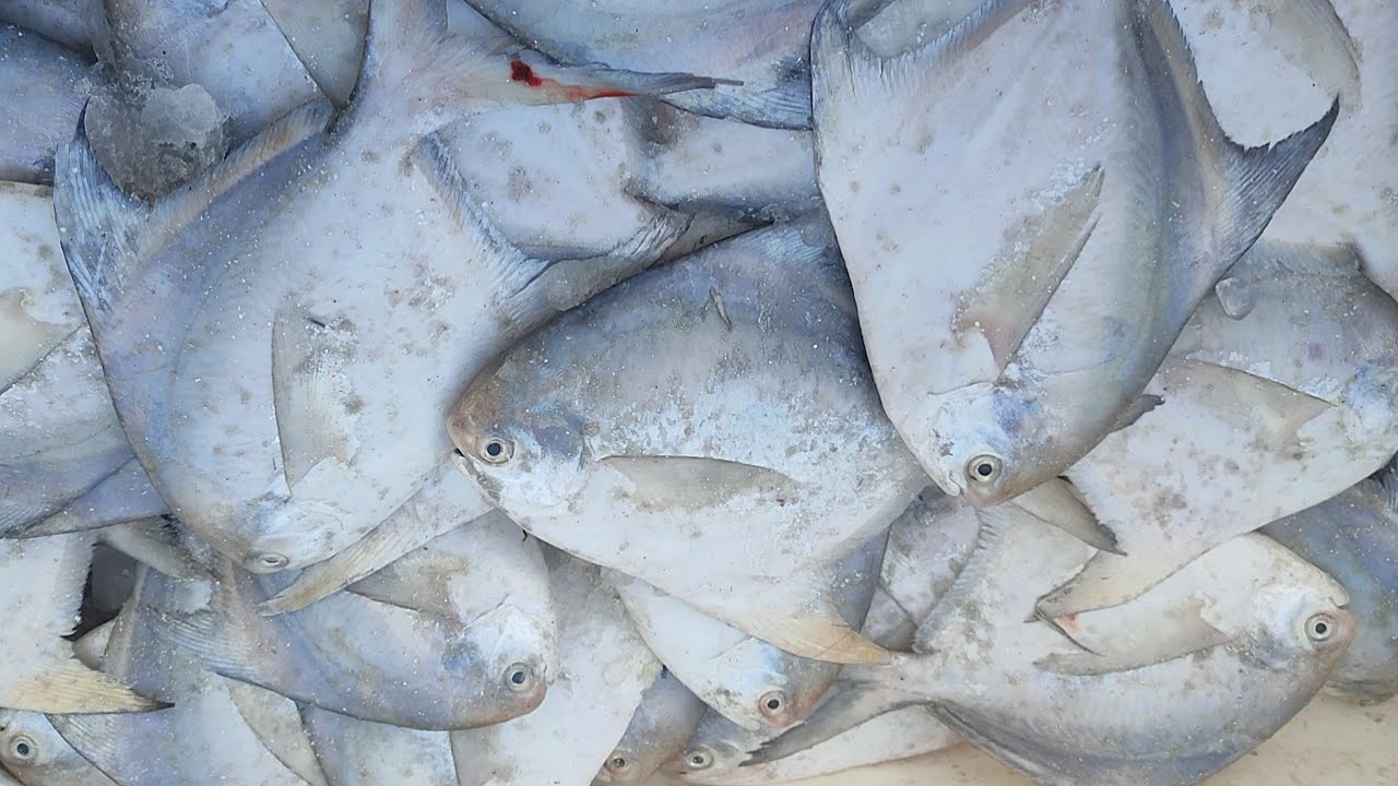 white paplet fish price information video karachi fisheries - YouTube