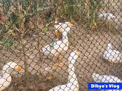 Garchumukh Mini Zoo ।। 58 gate picnic spot ।। Garchumuk Deer Park ।।58 ...