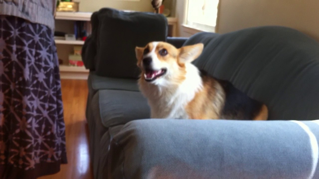 Pug Screams at the Mailman - YouTube