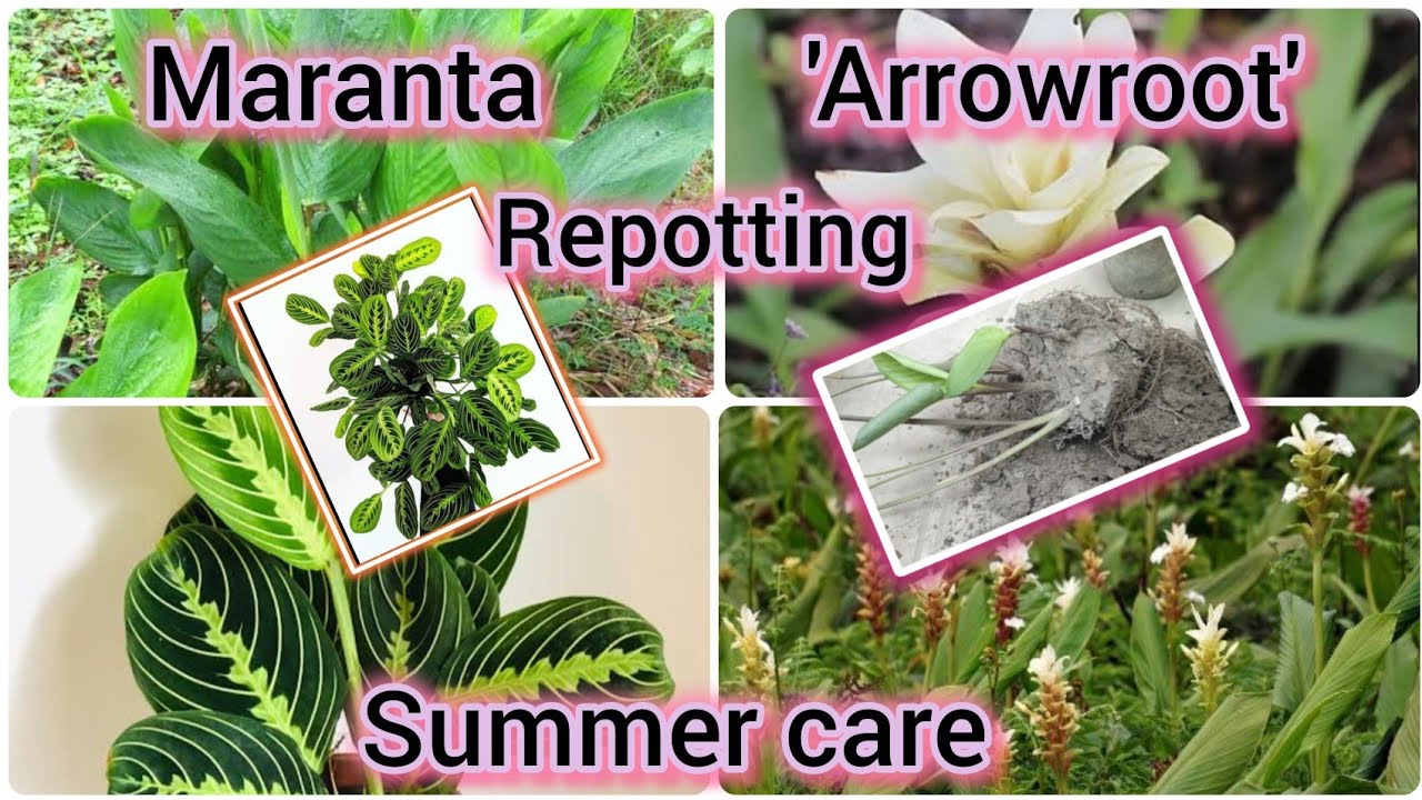 Maranta Arrowroot repotting / summer care/ dividing propagation// Grow green 445 - YouTube