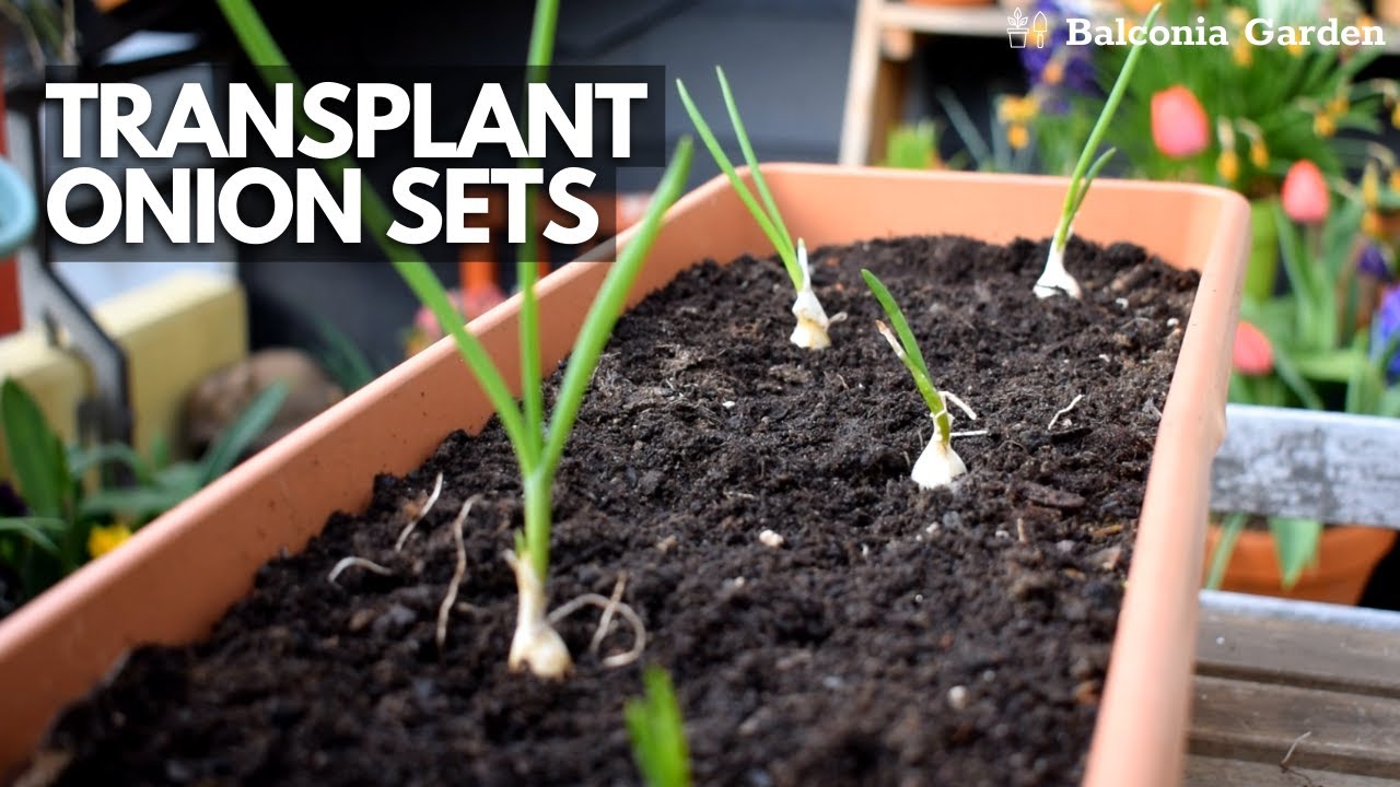 Transplanting Onion Sets Started Indoors Into Outside Containers ...