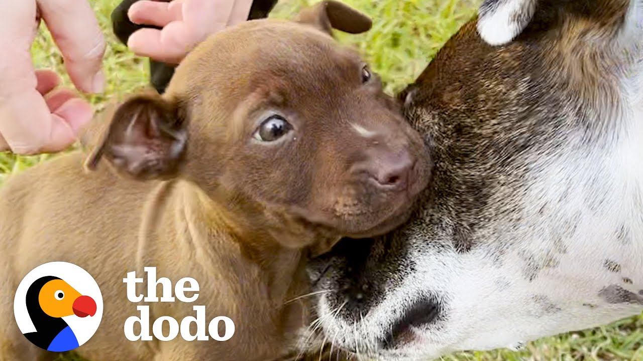 Abandoned Pittie Puppy Watches Her Family Grow | The Dodo Pittie Nation ...