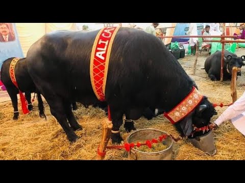 Amazing Kundhi Buffalo | Complete Documentary - YouTube