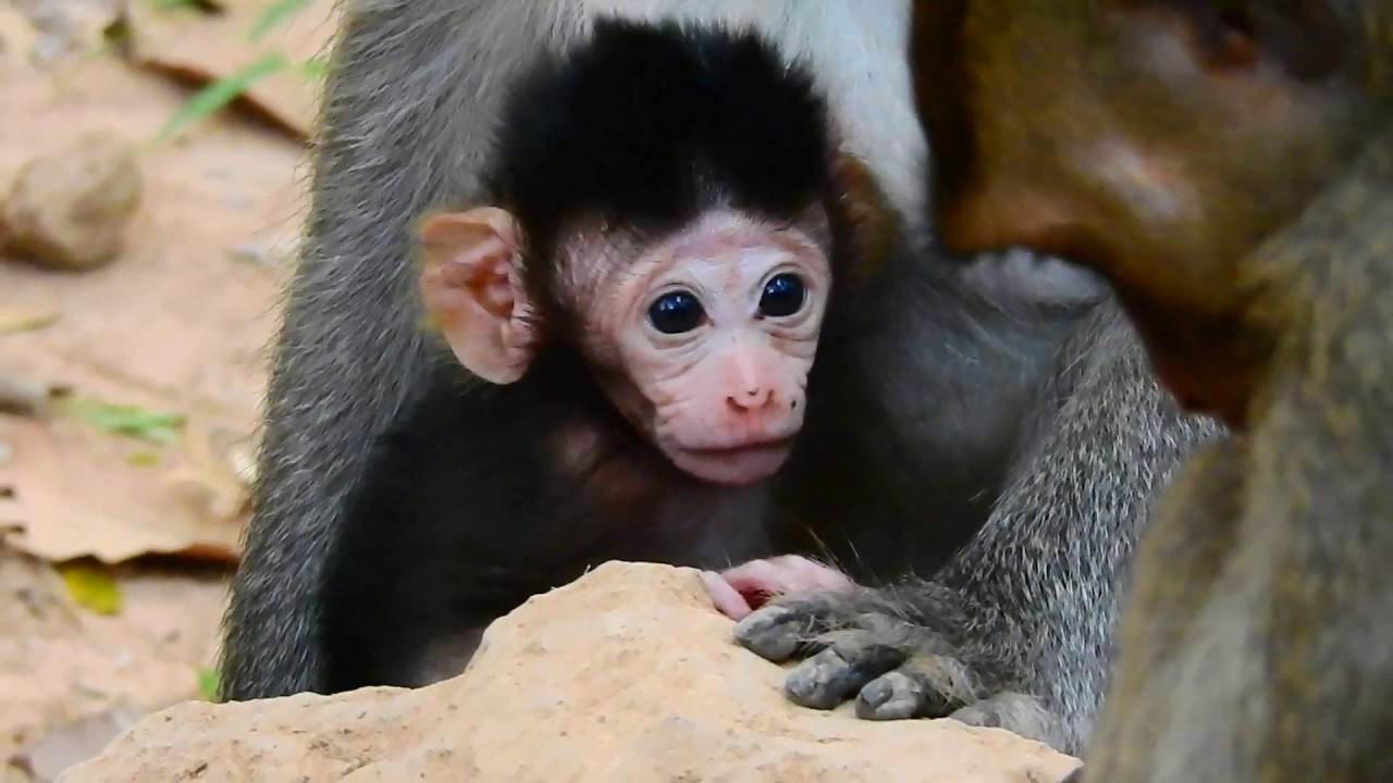 Something about baby Jayden after born for 6days, Monkey Jade and baby ...