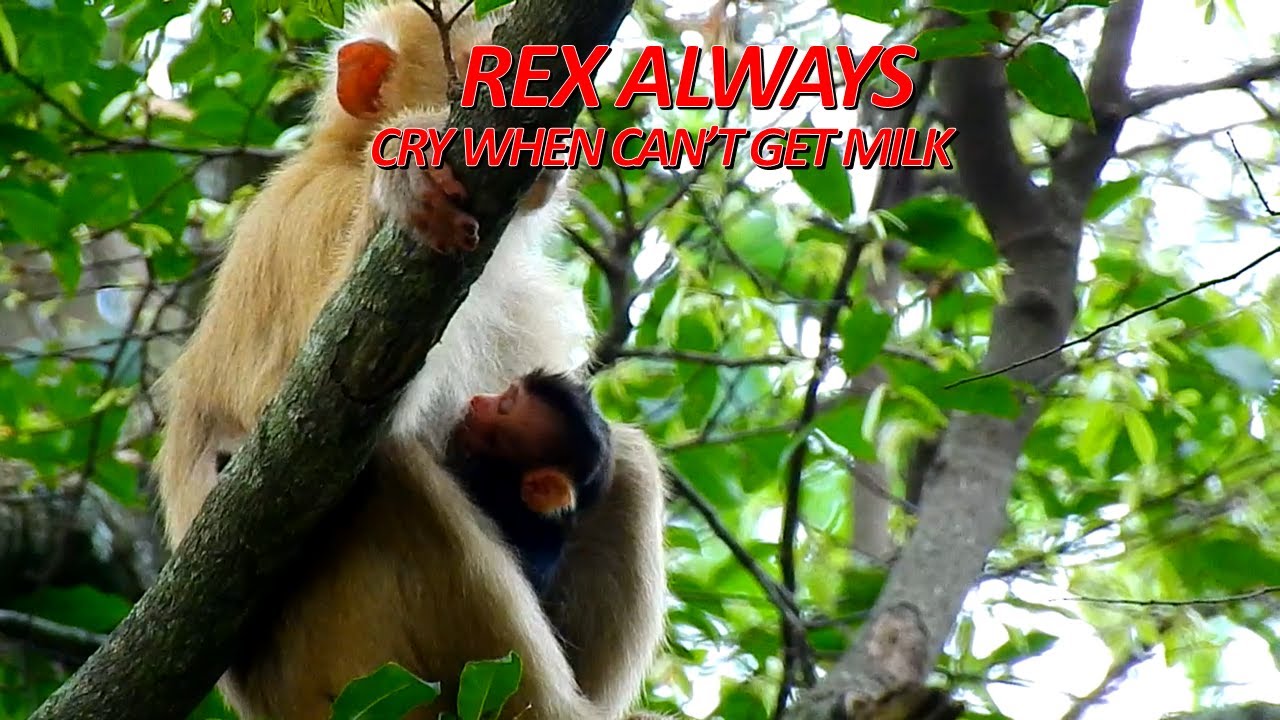 NEWBORN REX ALWAYS CRY WHEN CAN'T GET MILK,ROSE WALKING NON STOP MAKE ...