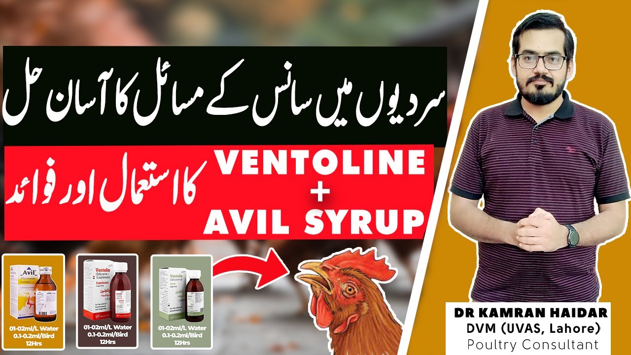 Use of Ventolin & Avil Syrup in Winter | Chicken Wheezing, Coughing ...
