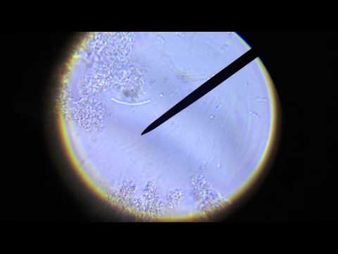 Yogurt bacteria