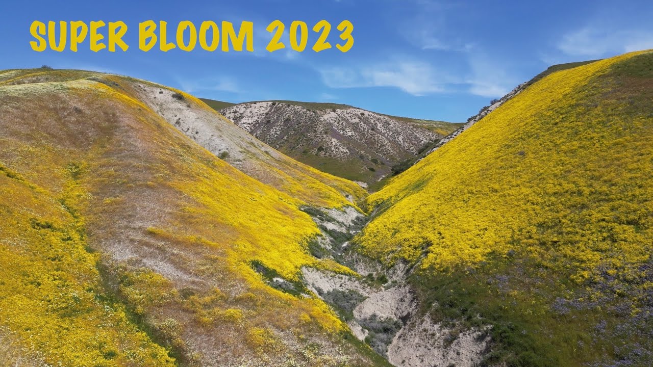 Beautiful California Super Bloom View From The Sky - April 2023 - YouTube