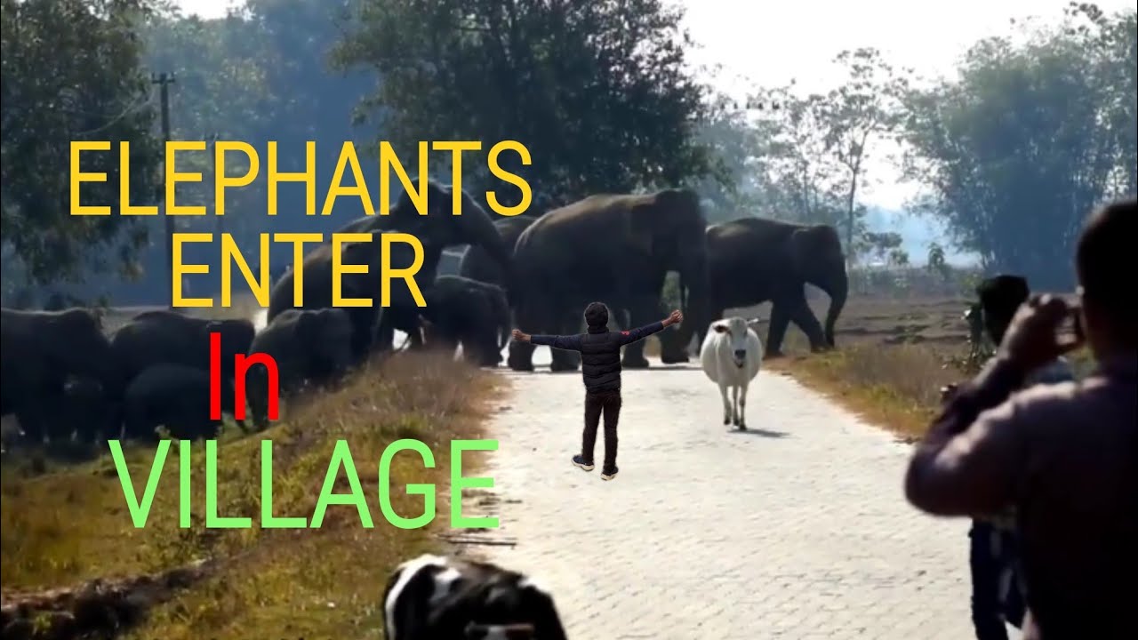 Wild Elephants enter in Village wildlife||Elephant Kingdom - YouTube