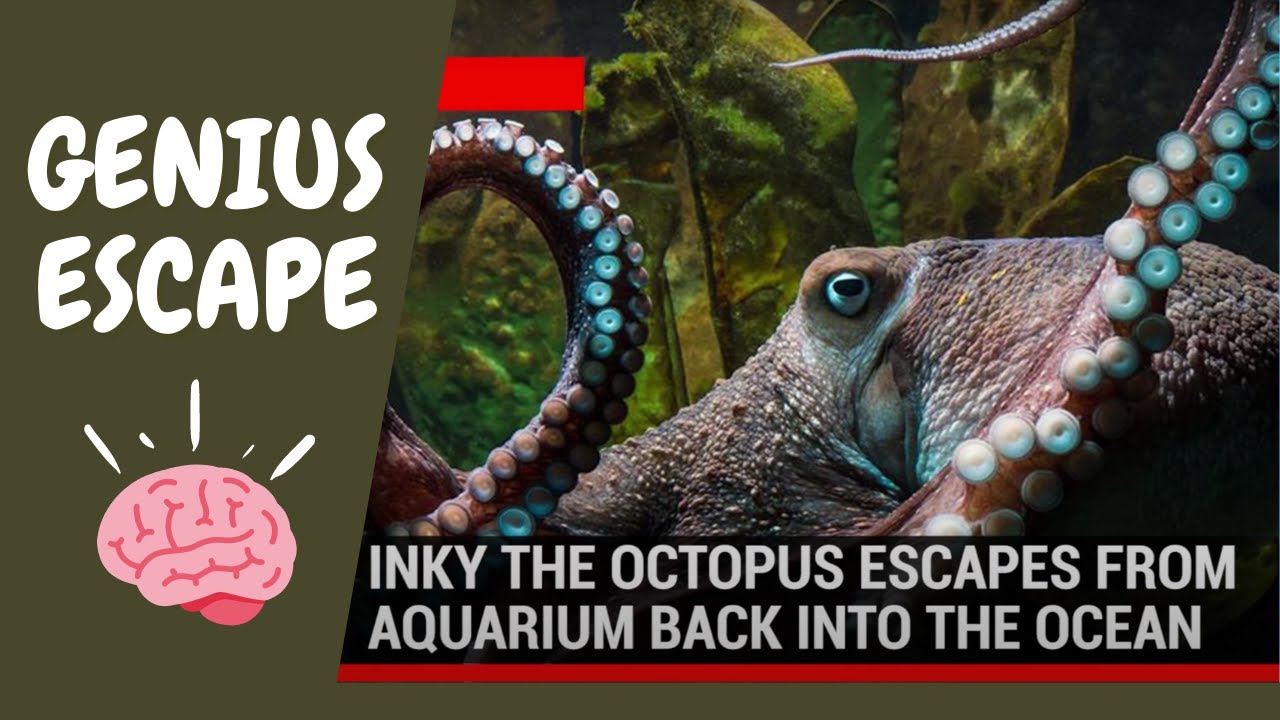 How Inky the Octopus Escaped Through a Drainpipe to the Sea - YouTube