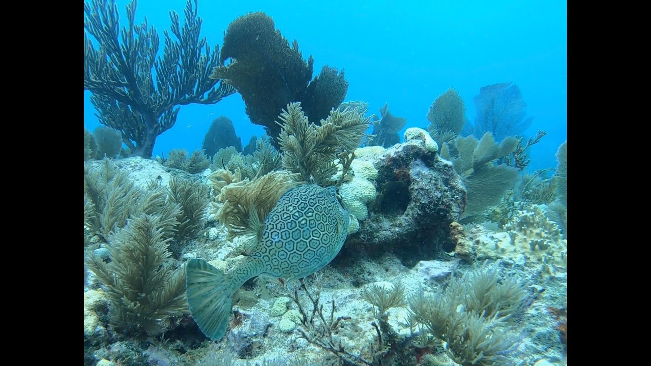 Wild Animals of Key Largo - YouTube