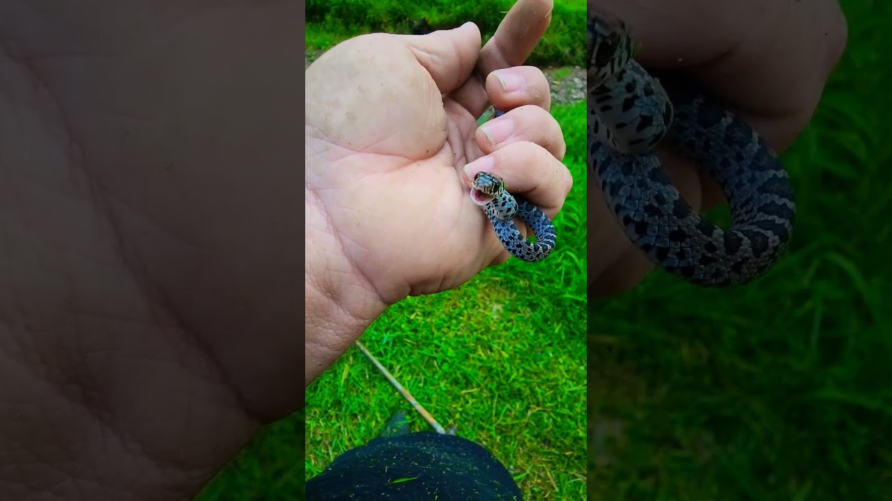 Grumpy Noodle, Snake Bites Camera #snake #snakebite #reptile #outdoors ...