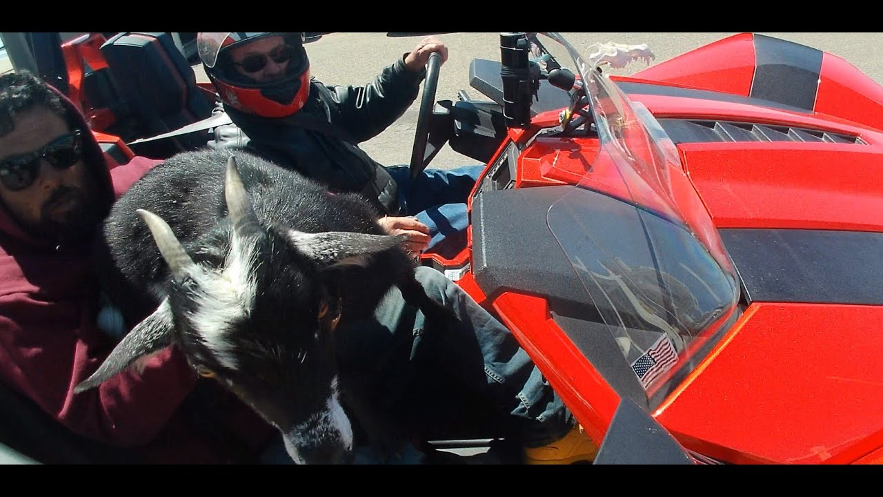 Surfing Goat Sleighs Slingshot - YouTube