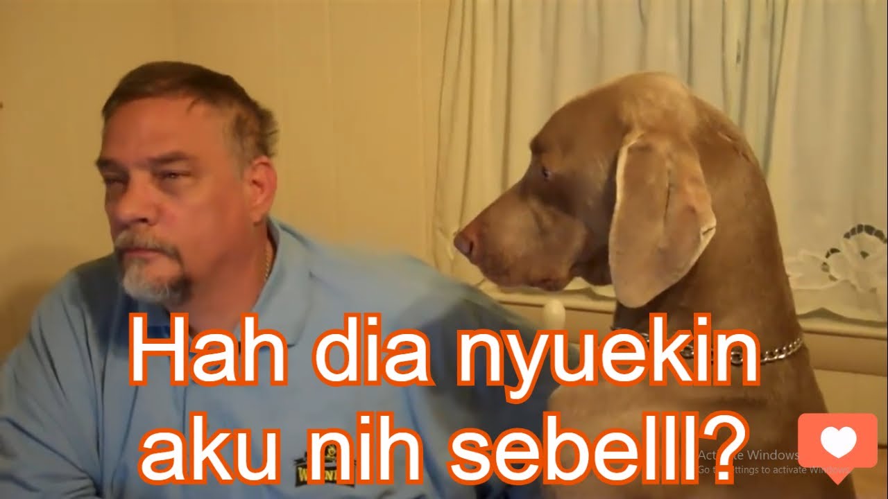 Video guguk lucu. Jangan pernah mengabaikan guguk anda - YouTube