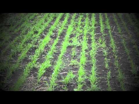 Millborn Seeds Native and Forb Establishment Guide - YouTube