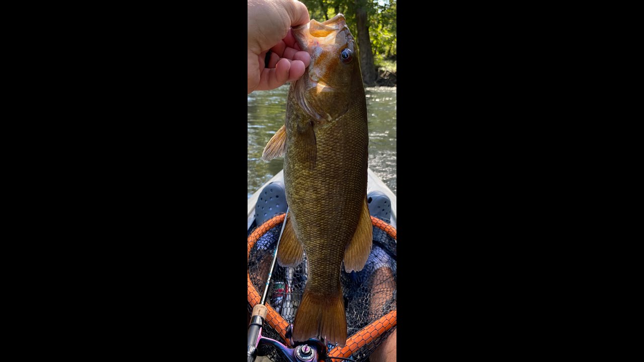 Caught 12 smallmouth and a pike on the Great Miami River. - YouTube