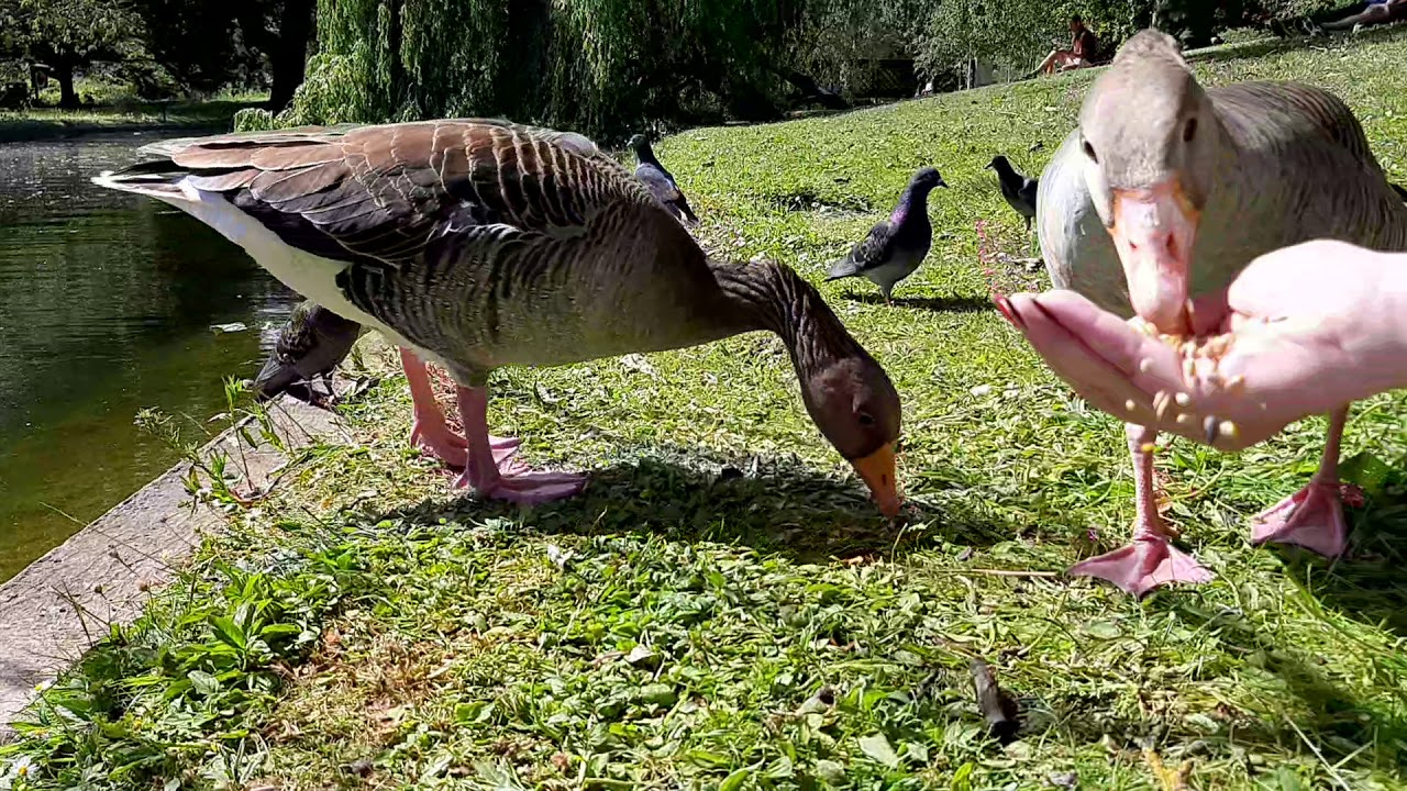 CHICKS EATING - GEESE EATING: everyone is happy - YouTube