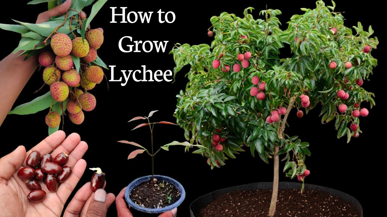 How to grow Lychee Plant from Seed | Grafting Air layering in Litchi ...