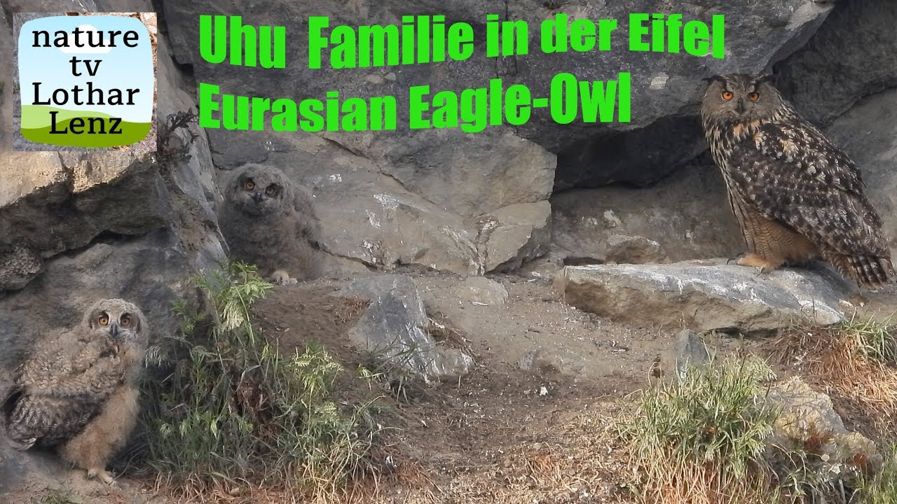Uhu Familie in der Eifel. Eurasian Eagle-Owl family - YouTube