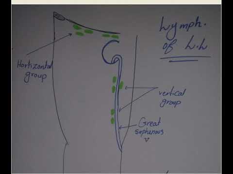 lymphatic of lower limb - YouTube