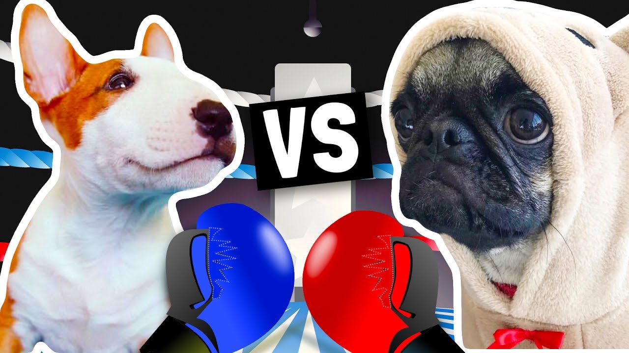 PUPPY BOXING MATCH! - YouTube