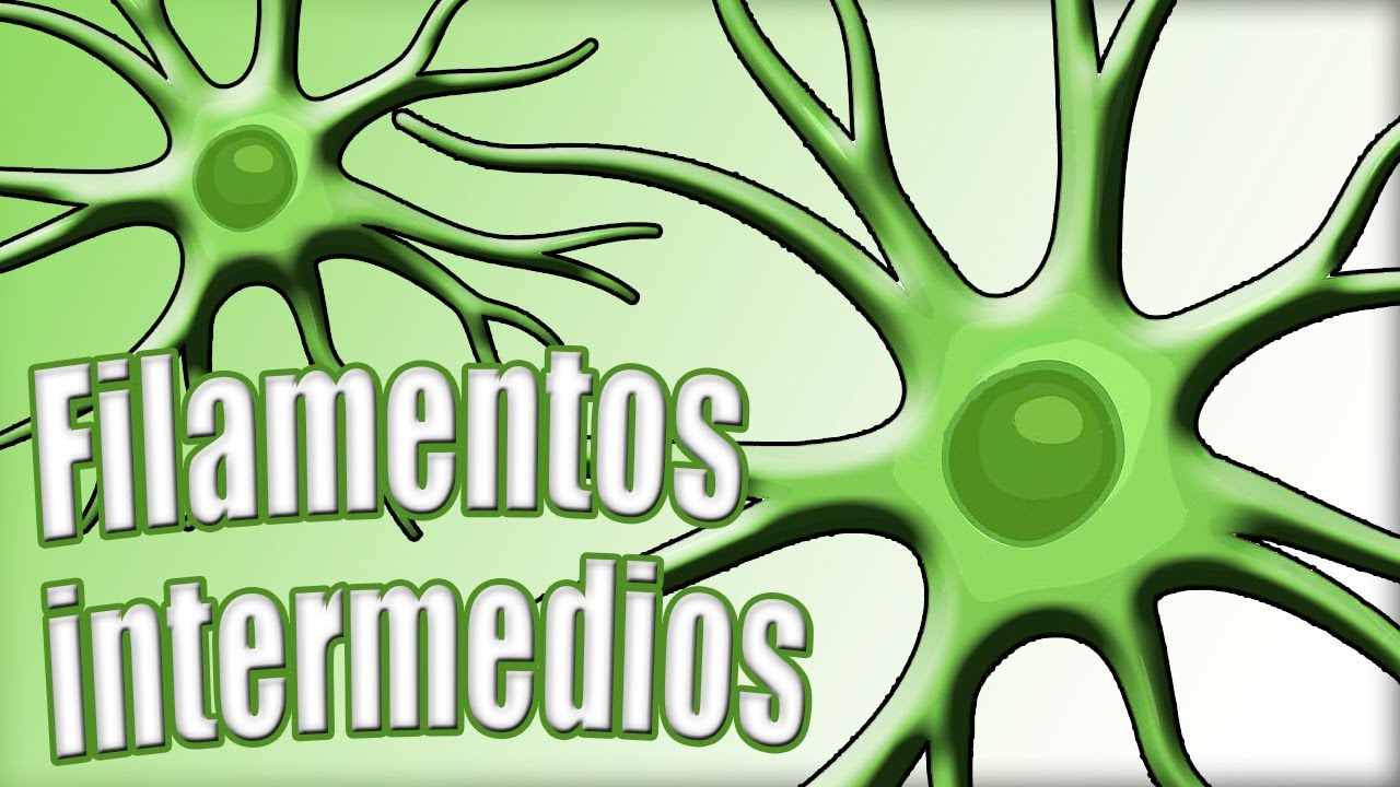 🔴 FILAMENTOS INTERMEDIOS: citoqueratinas, desmina, vimentina ...