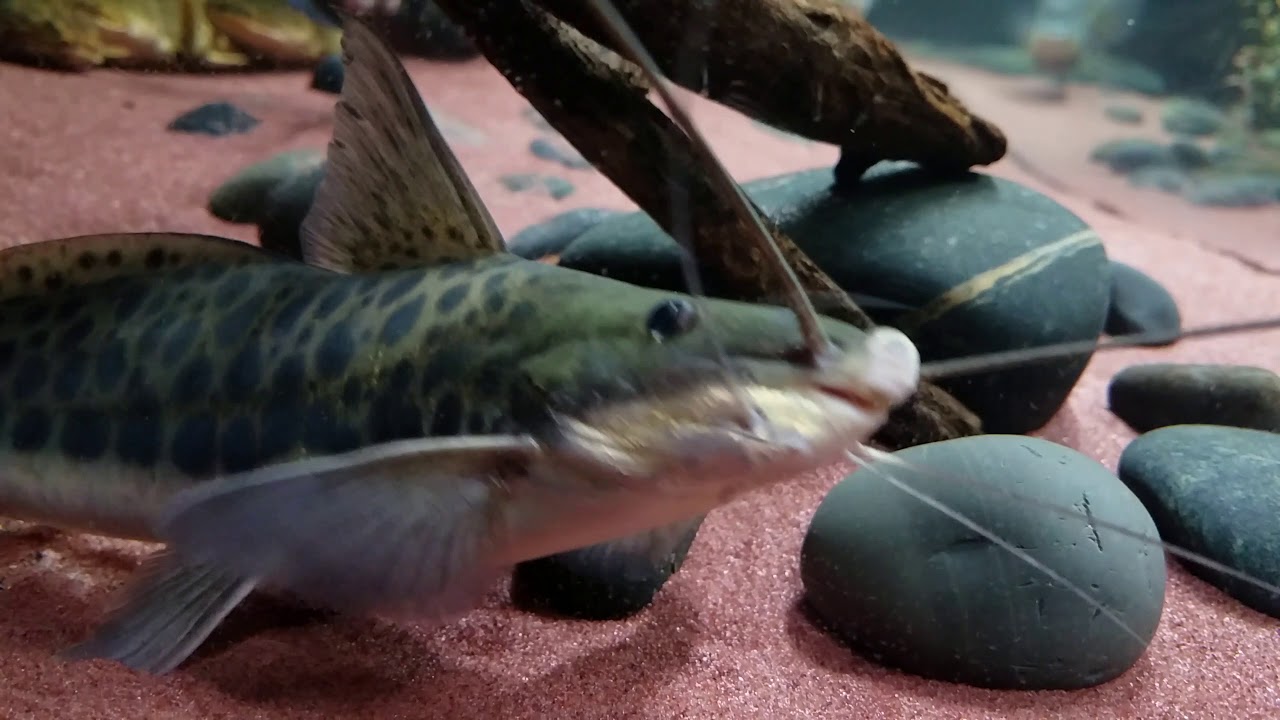 Vulture catfish - YouTube