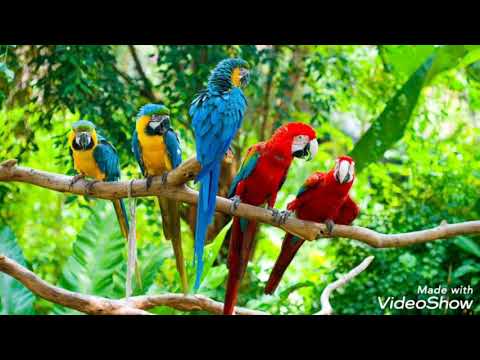 Birds love status