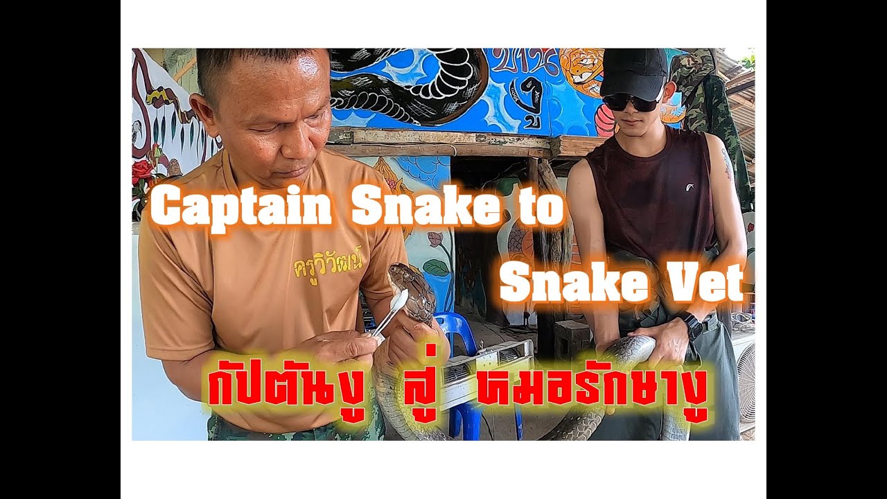 กับตันงูสู่หมอรักษางู The snake captain steps into the snake healer ...