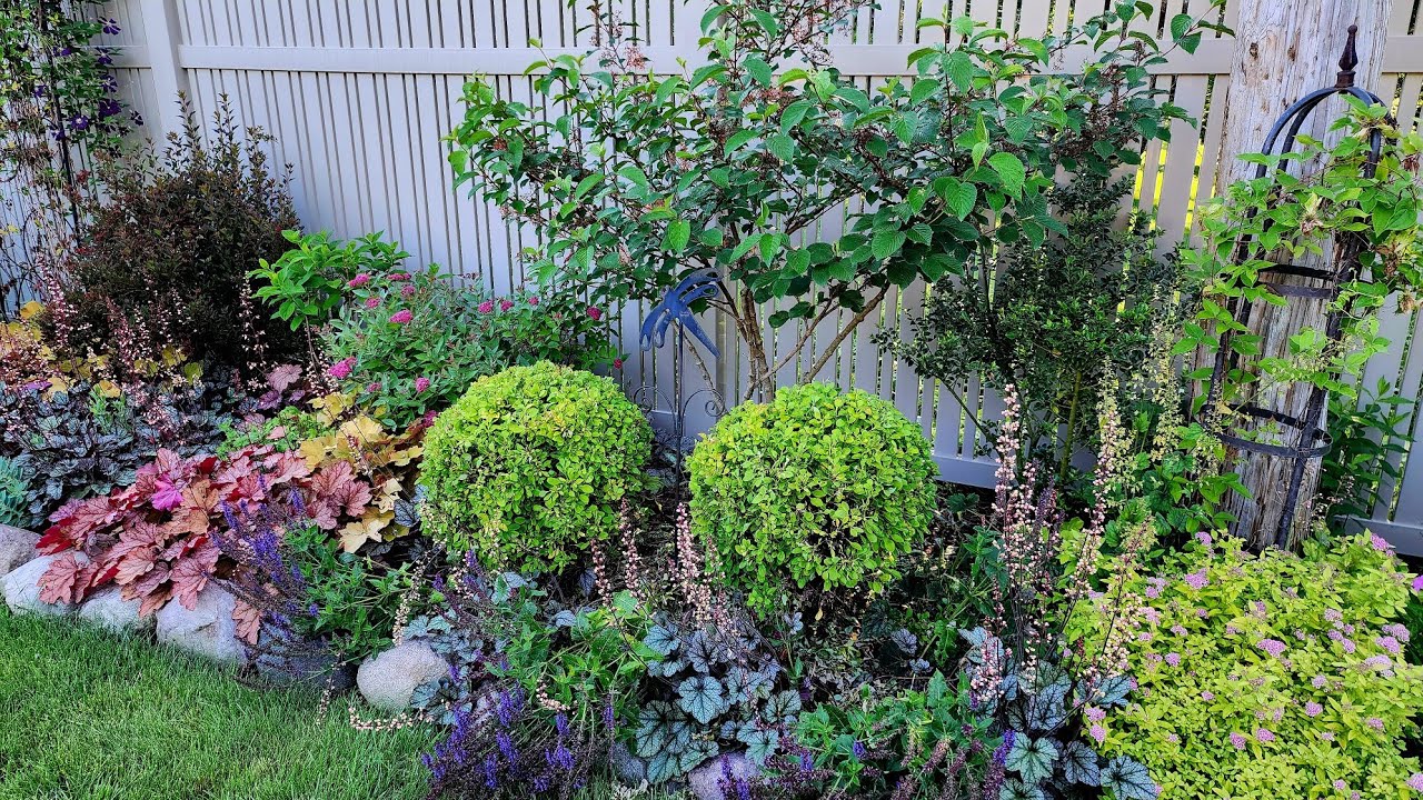 Pruning Limoncello Barberry & Planting Lavender and Basil 🪴 ️🙌// Suburban Oasis - YouTube