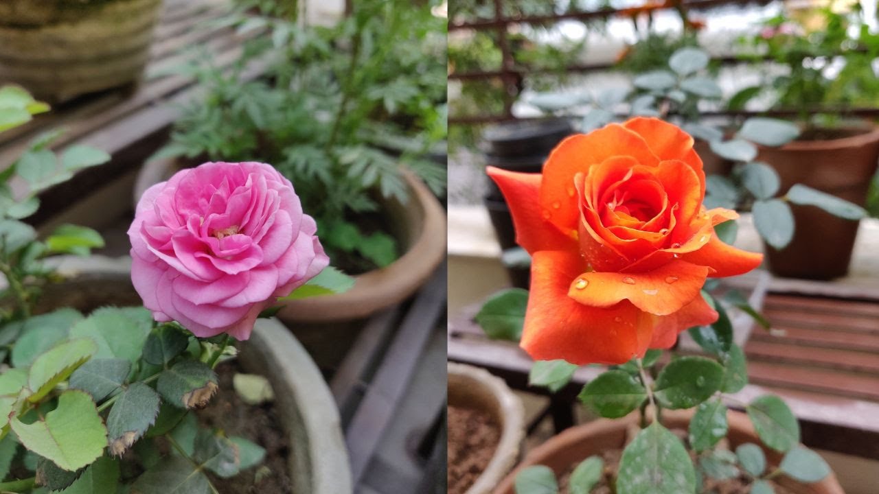 Top 5 Rose plant growing tips - How to grow and care Rose plant in pots ...