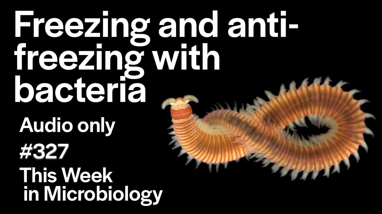 TWiM 327: Freezing and anti-freezing with bacteria - YouTube