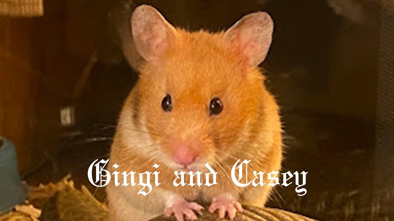 Ginger and Casey - YouTube