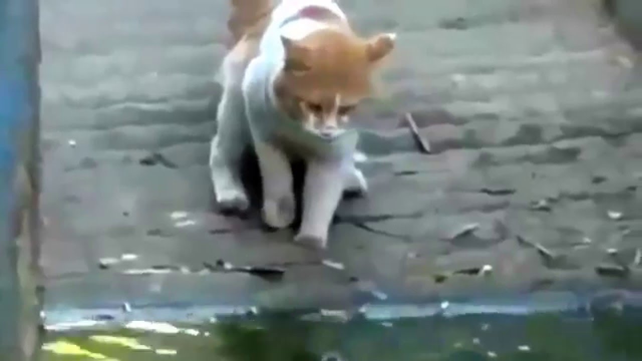 Gato enfrenta cocodrilo y gana chistoso gracioso divertido risa reir ...