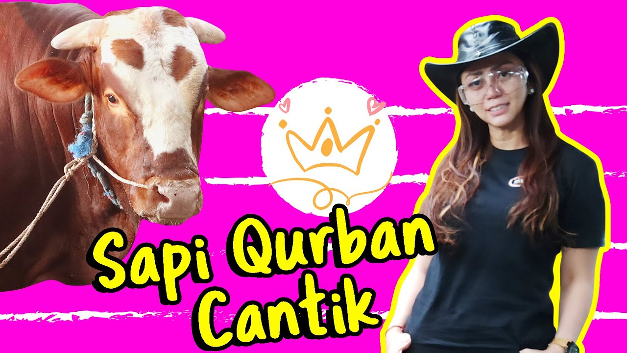 VIRAL,!SAPI QURBAN CANTIK|| BERKAH MANDIRI JOGLO || PETERNAK SAPI WANITA METROPOLITAN.SAPI ...