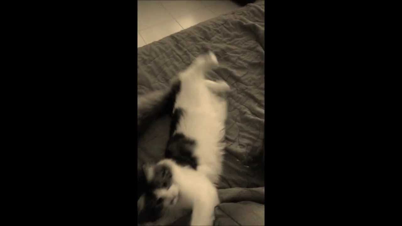 Throw and Fetch With Winter - YouTube