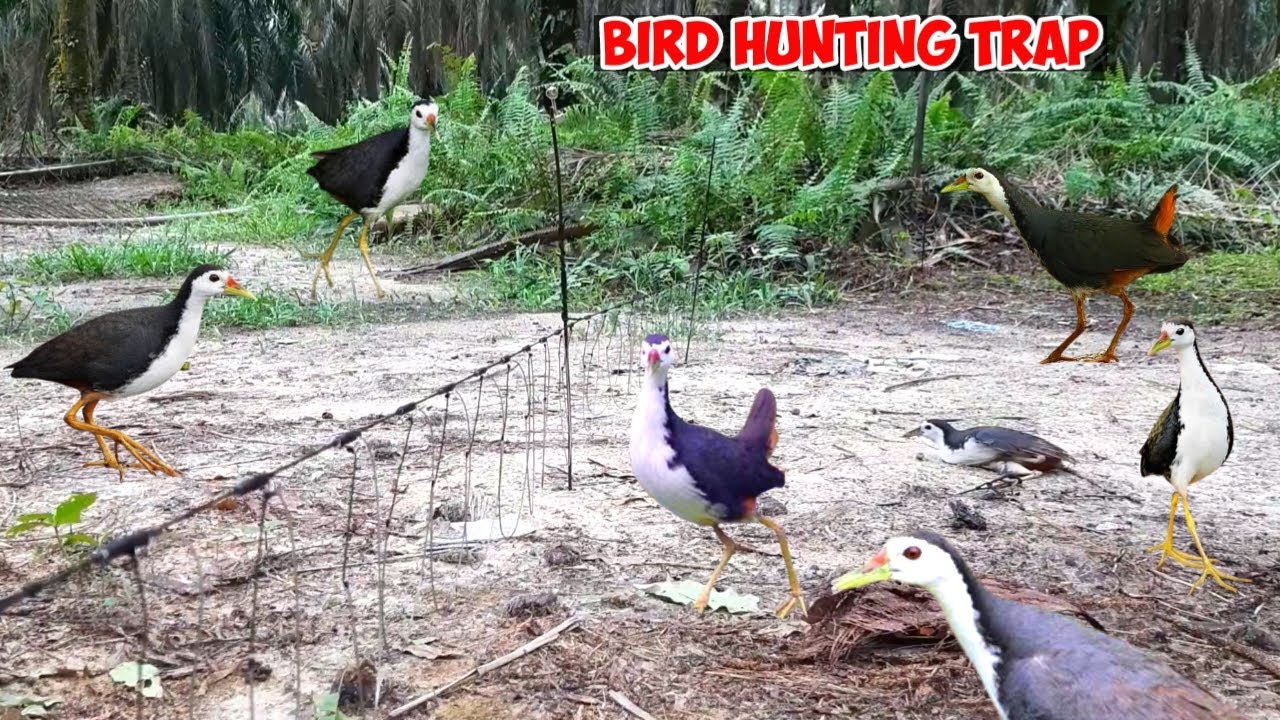 Bird hunting with intelligence | Great bird catching skills |Best bird ...