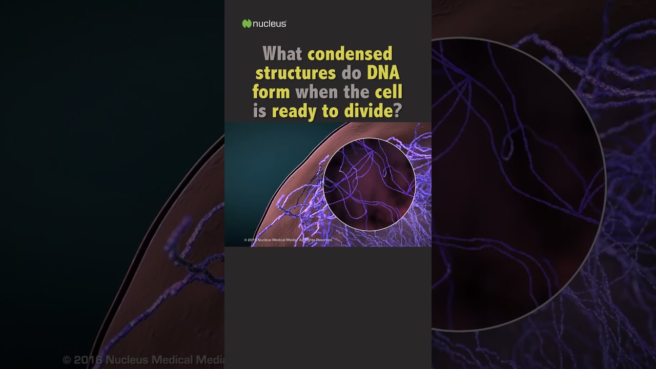 Biology Quiz: What condensed structures do DNA form when the cells is ...
