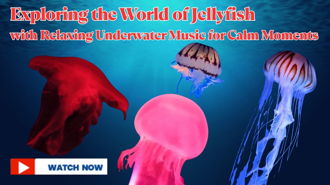 Exploring the World of Jellyfish with Relaxing Underwater Music for ...