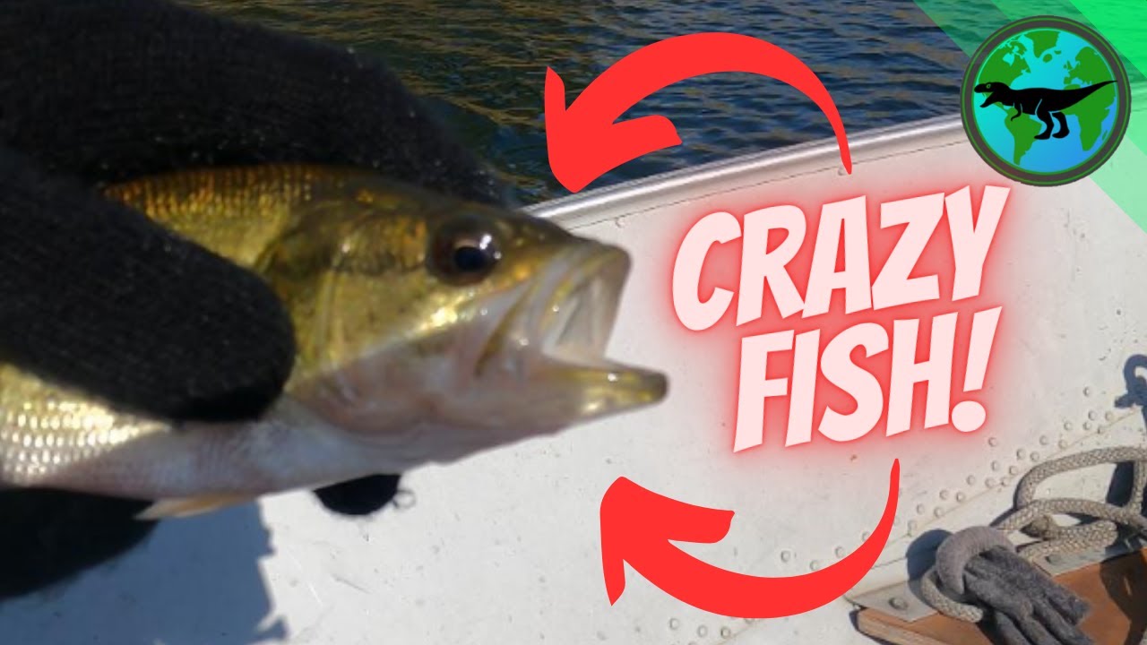 Crazy Fish Catches! - Dinosaur WILD - YouTube