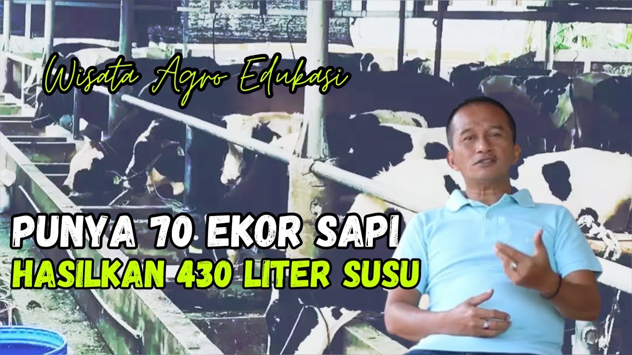 Peternakan Sapi Perah TERBESAR di Jakarta - AGRO WISATA CIBUGARY Farm ...