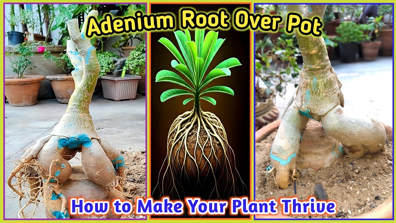 Adenium Root Over Pot : How to Make Your Plant Thrive | Baghwani real ...