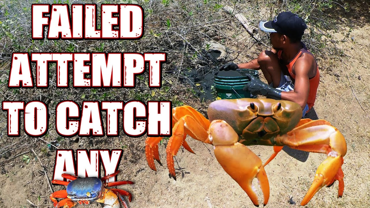 Failed Attempt In Catching Land Crab/Kuray - YouTube